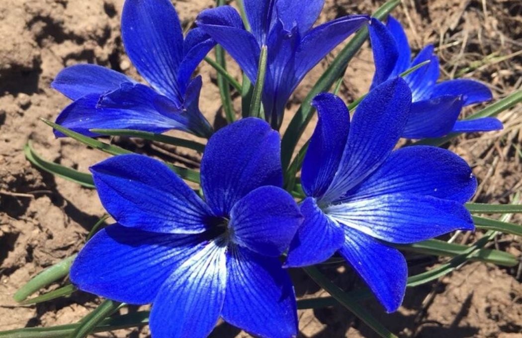 Flor azul | Últimas Noticias de Flor azul | Temas en La Cuarta